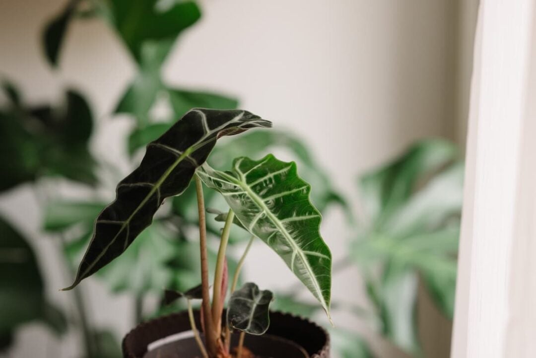 Propagating Elephant Ear: A Guide to Growing a Statement Plant ...