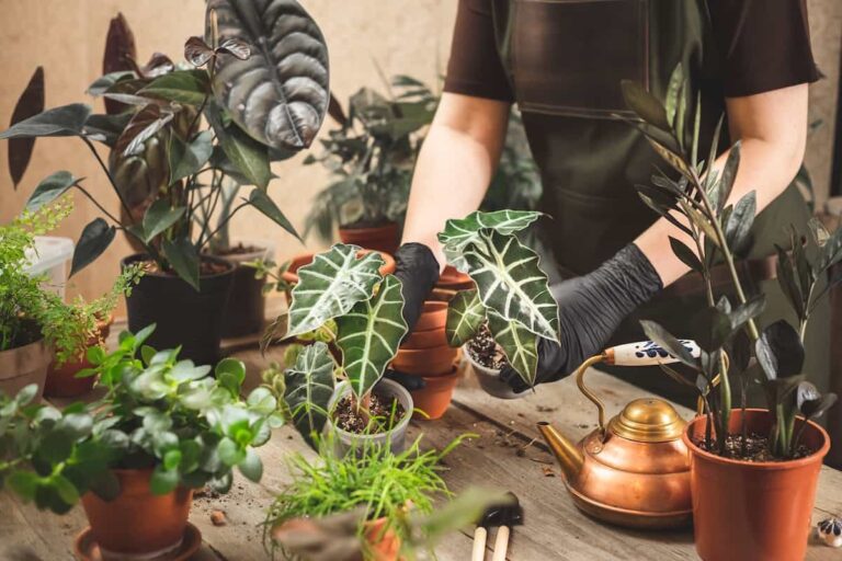 Propagating Elephant Ear: A Guide to Growing a Statement Plant ...