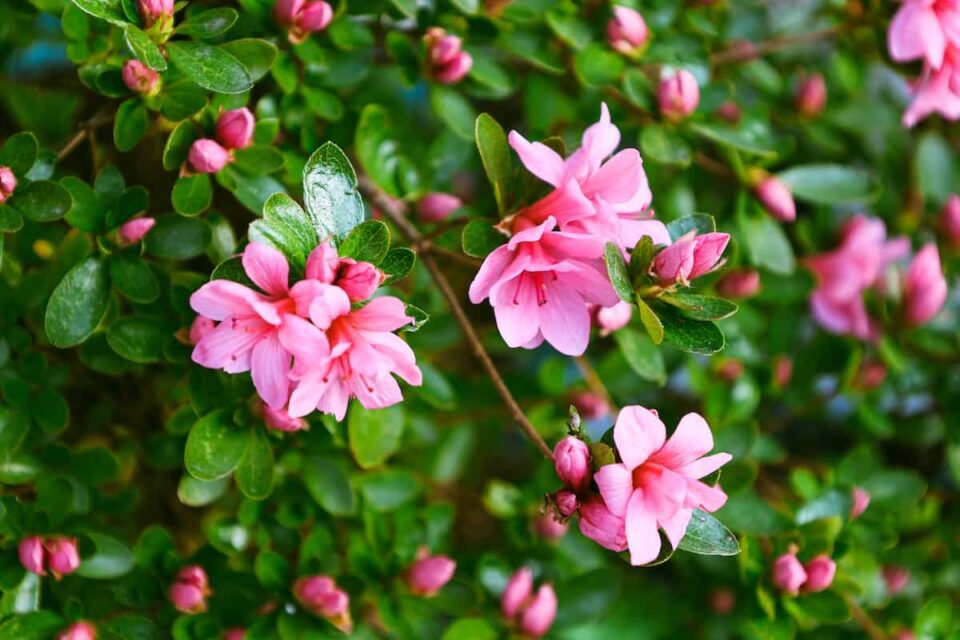 Propagating Azaleas: Your Guide to Stunning Spring Color - Minneopa ...