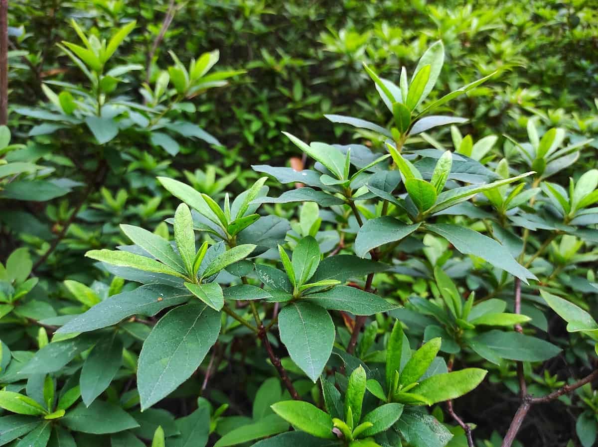 Propagating Azaleas: Your Guide to Stunning Spring Color - Minneopa ...