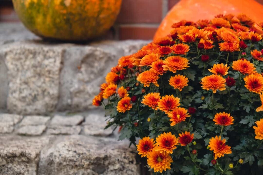 Halloween Plants: 13 Plants That Fit in Spooktacularly - Minneopa Orchards