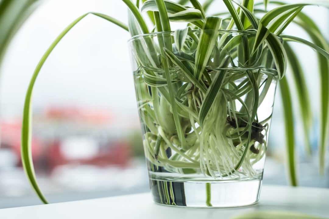 Propagating Spider Plants: Your Comprehensive How-to Guide - Minneopa ...