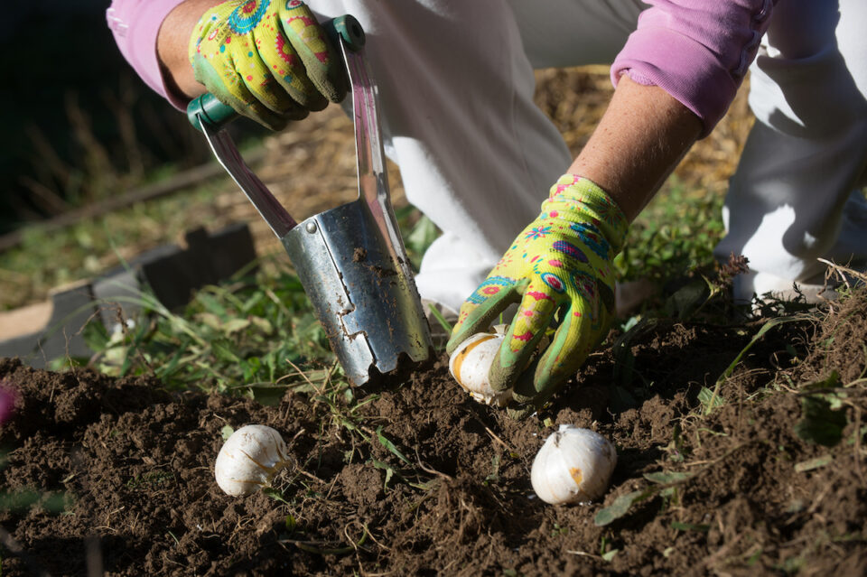 The Complete Guide to Planting Tulips in Fall - Minneopa Orchards