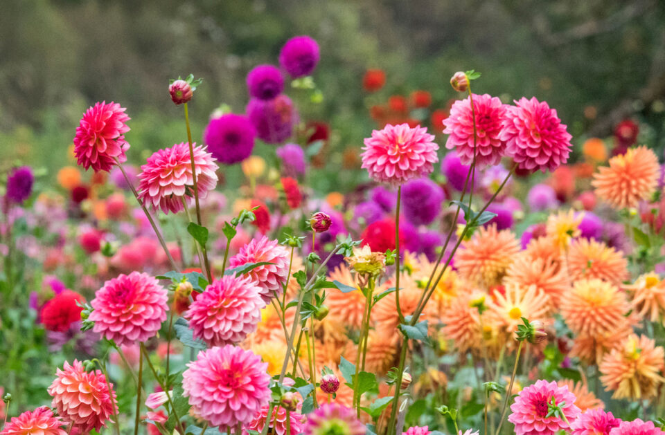 A Curated List of Fall Flowering Plants for Every Garden - Minneopa ...