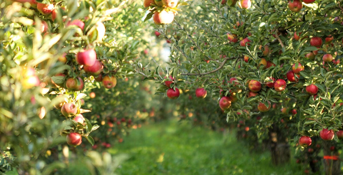 Why Planting Fruit Trees in Fall Could Be the Best Decision - Minneopa ...