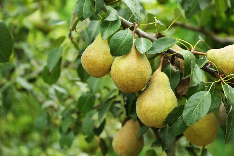 Why Planting Fruit Trees in Fall Could Be the Best Decision - Minneopa ...