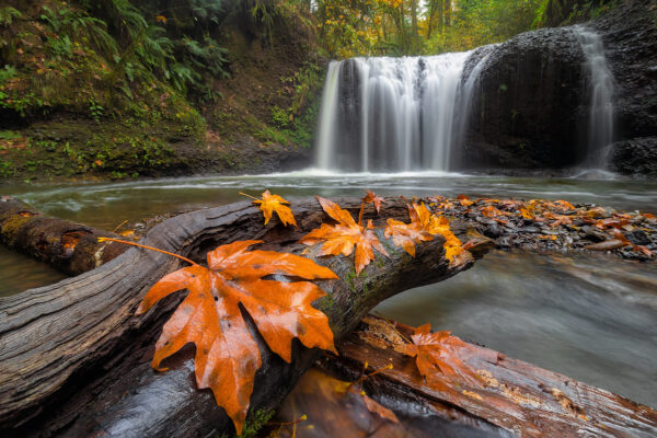 Oregon Fall Foliage: A Photographer’s Paradise - Minneopa Orchards
