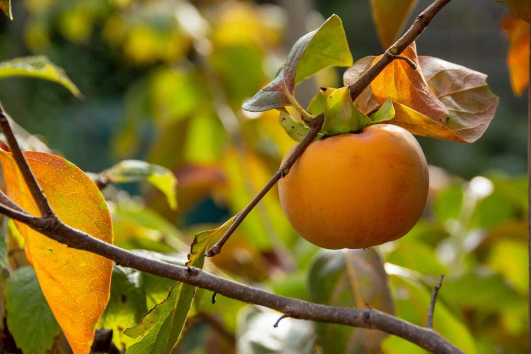 Tips for Fertilizing Fruit Trees in Fall for Maximum Yield - Minneopa ...