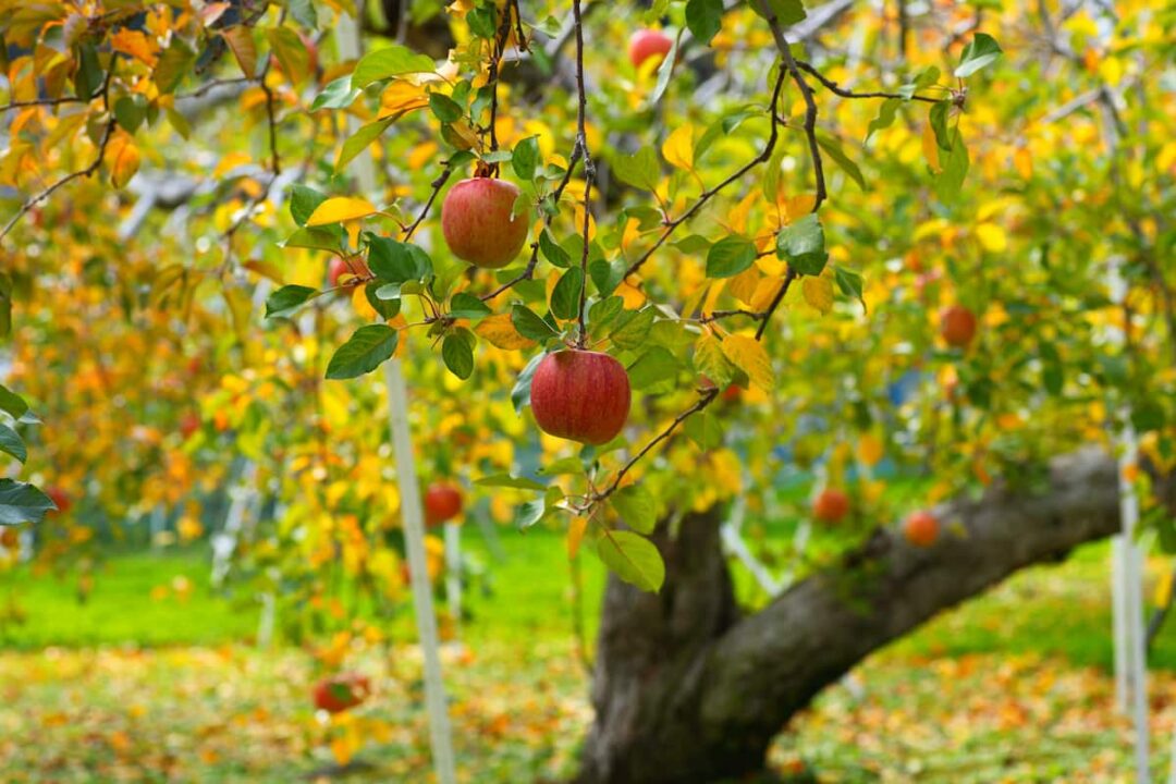 Tips for Fertilizing Fruit Trees in Fall for Maximum Yield - Minneopa ...