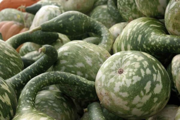A Beginner’s Guide to Gourd Varieties - Minneopa Orchards