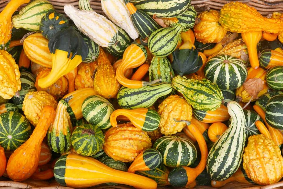 A Beginner’s Guide to Gourd Varieties - Minneopa Orchards