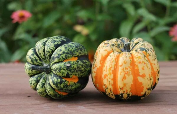 A Beginner’s Guide to Gourd Varieties - Minneopa Orchards