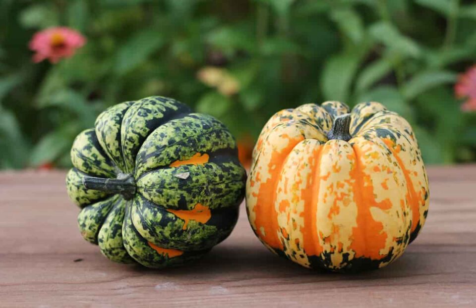 A Beginner’s Guide to Gourd Varieties - Minneopa Orchards