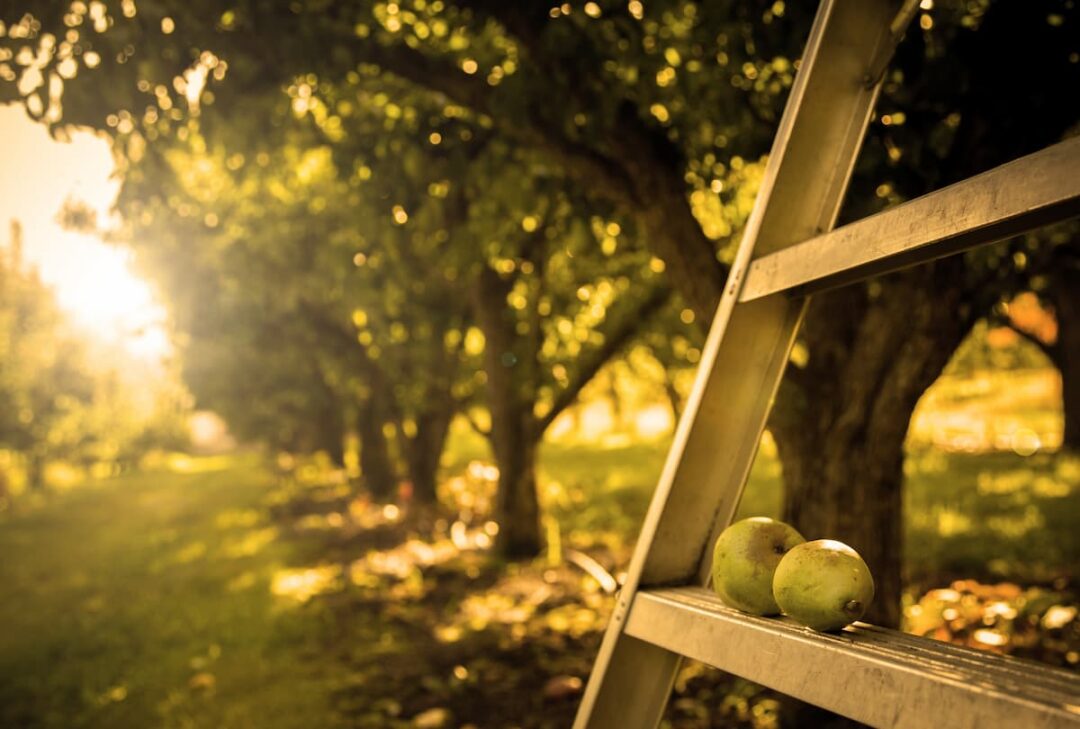 How to Choose the Perfect Orchard Ladder - Minneopa Orchards