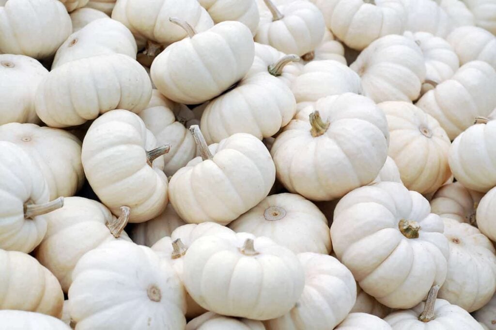 A Complete Guide to Pumpkin Varieties - Minneopa Orchards