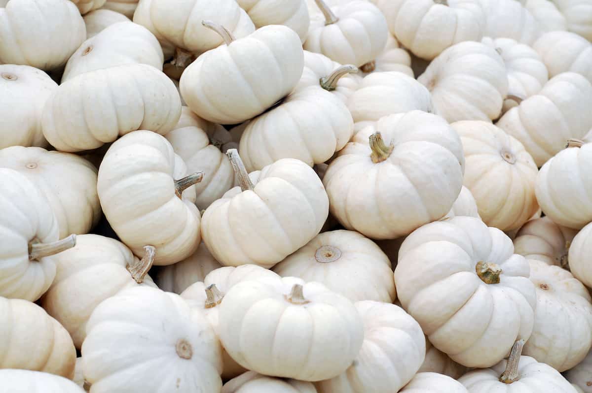 A Complete Guide to Pumpkin Varieties - Minneopa Orchards