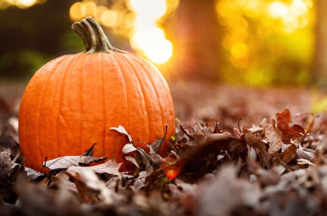 A Complete Guide to Pumpkin Varieties - Minneopa Orchards