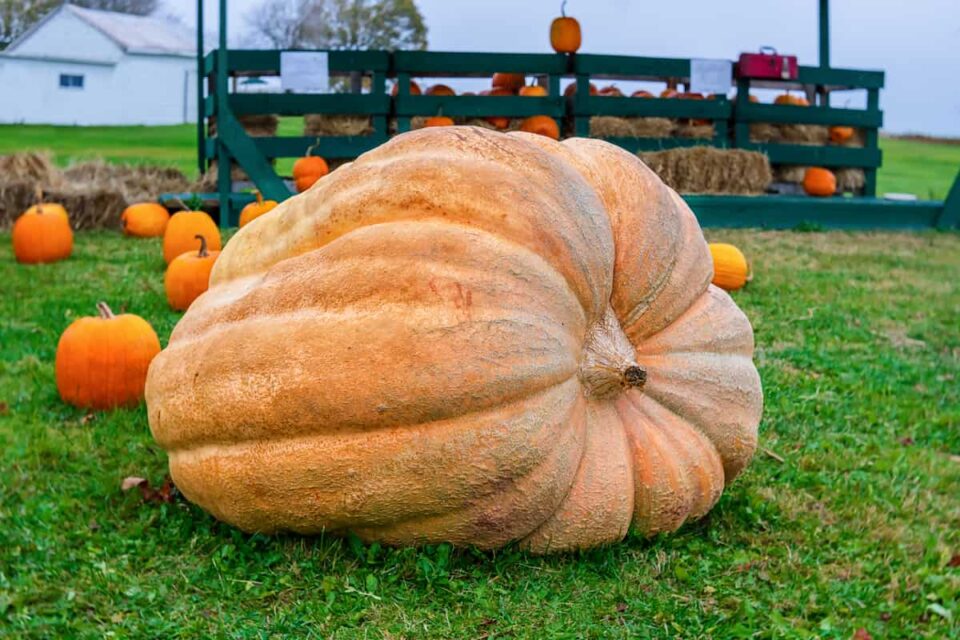 A Complete Guide to Pumpkin Varieties - Minneopa Orchards