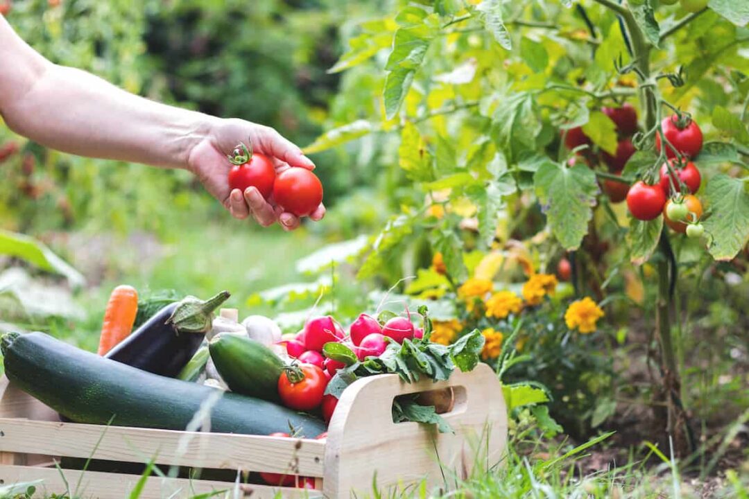 Starting Your First Vegetable Garden: A Beginner's Guide - Minneopa ...