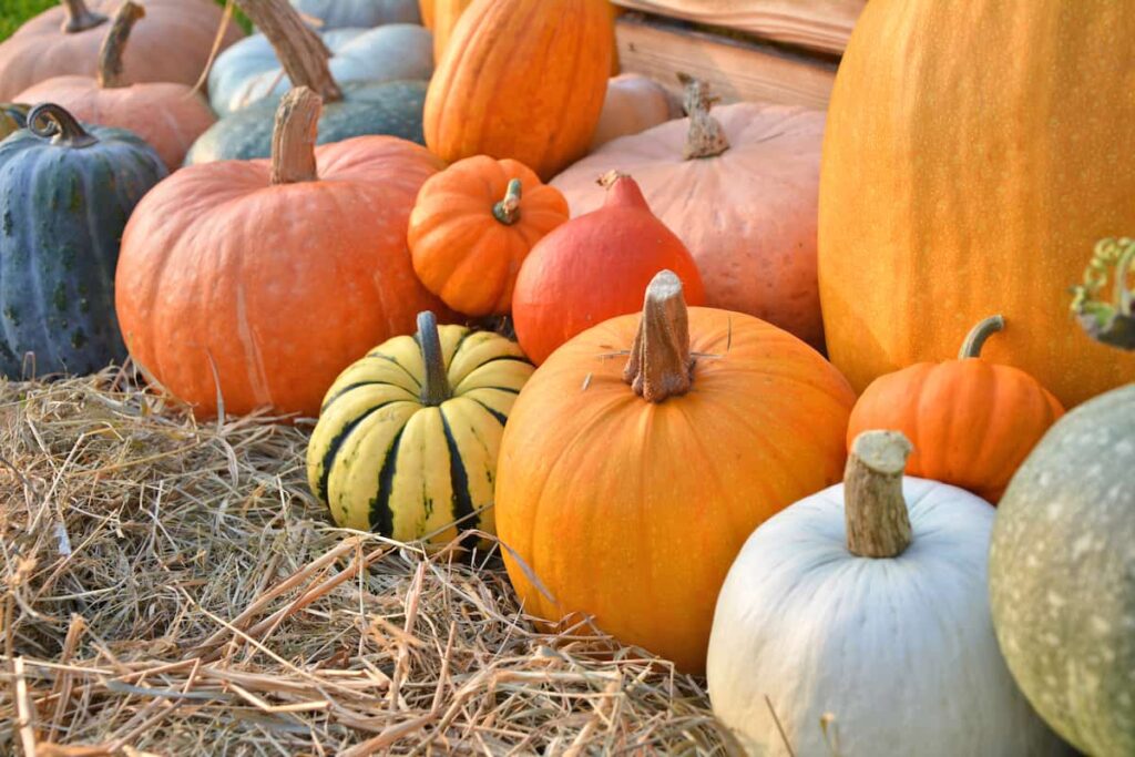 A Complete Guide to Pumpkin Varieties - Minneopa Orchards