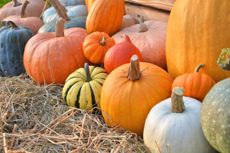 A Complete Guide to Pumpkin Varieties - Minneopa Orchards