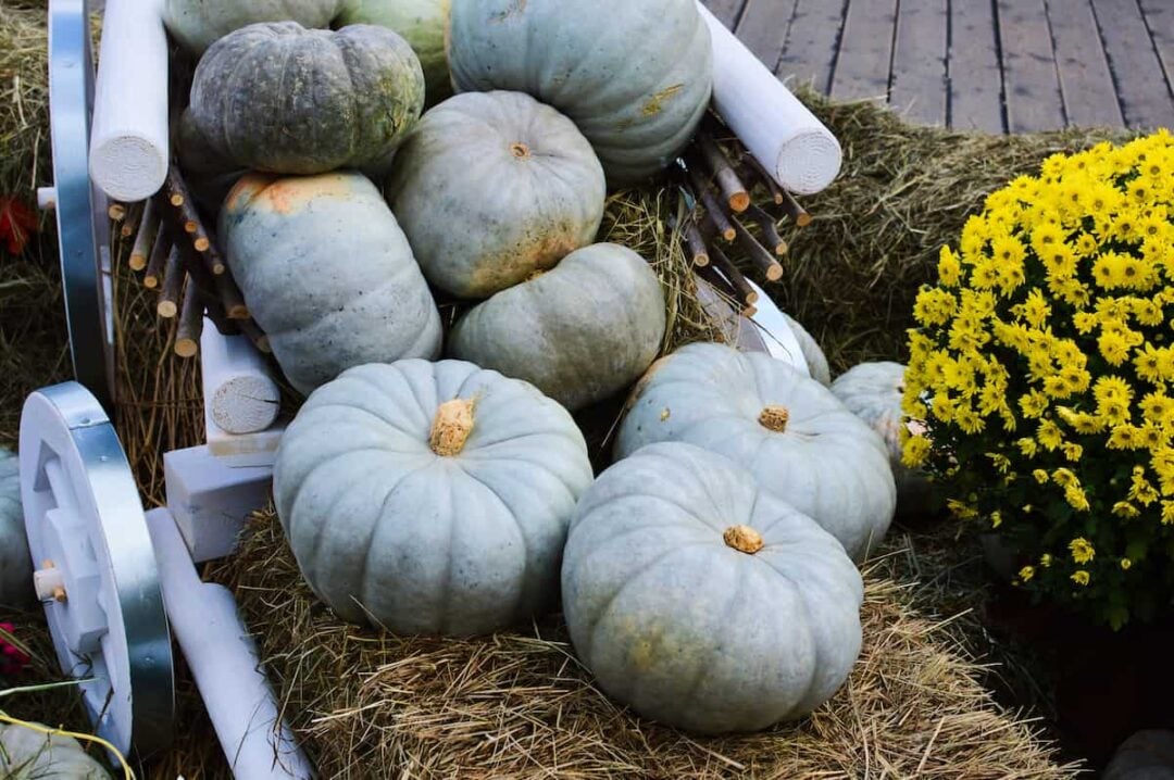 A Complete Guide to Pumpkin Varieties - Minneopa Orchards
