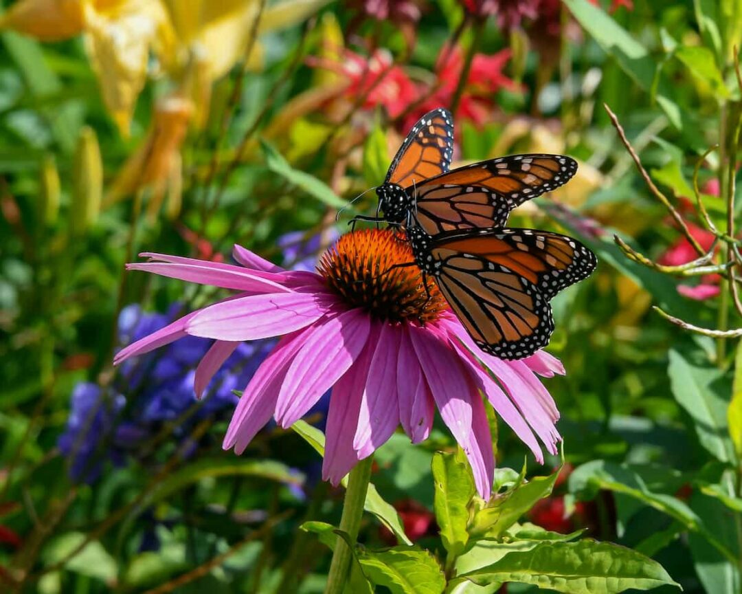 Nature's Neighbors: Make Your Garden a Haven for Birds, Bees, and ...