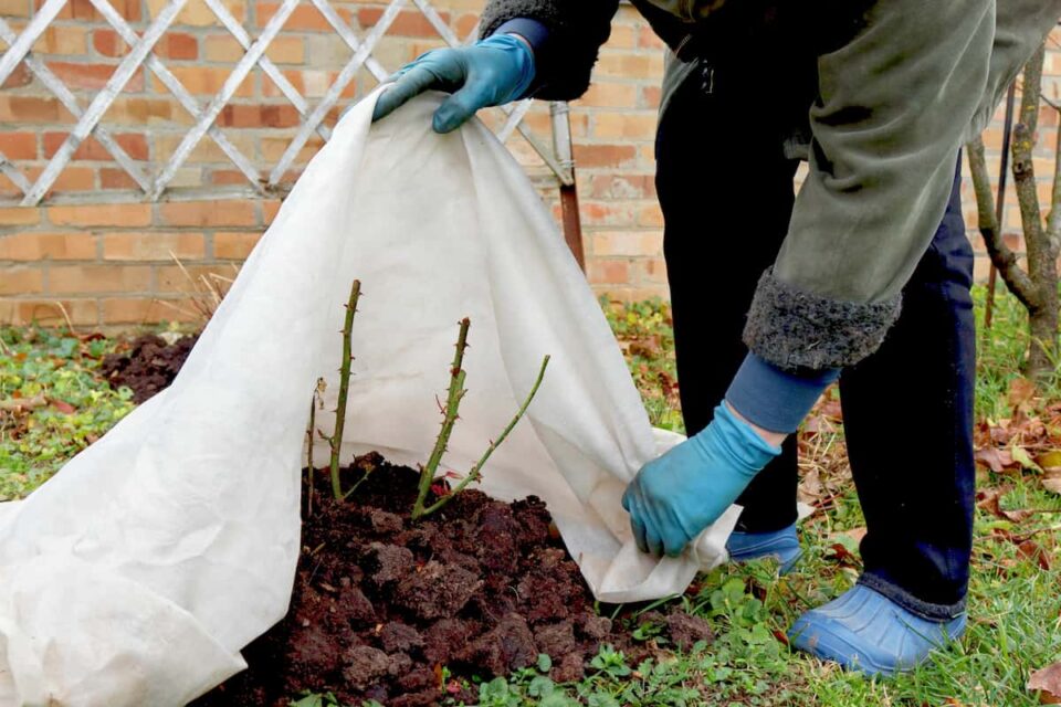 Preparing Your Garden for Winter: A Checklist - Minneopa Orchards