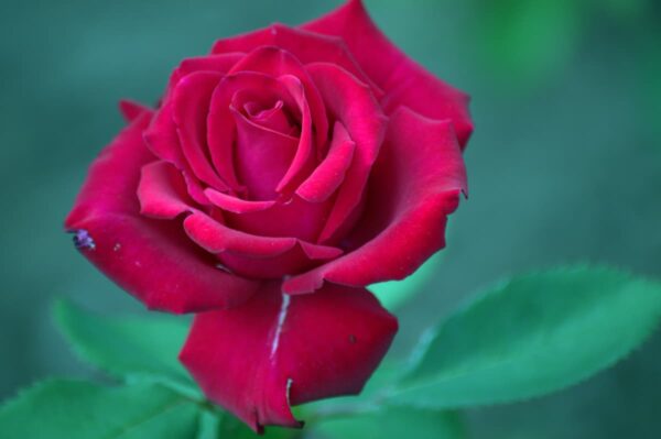 The Cultivation and Care Guide for Dark Roses: Tips for the Darkest ...