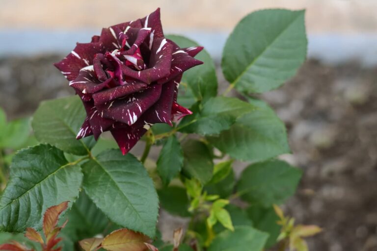The Cultivation and Care Guide for Dark Roses: Tips for the Darkest ...