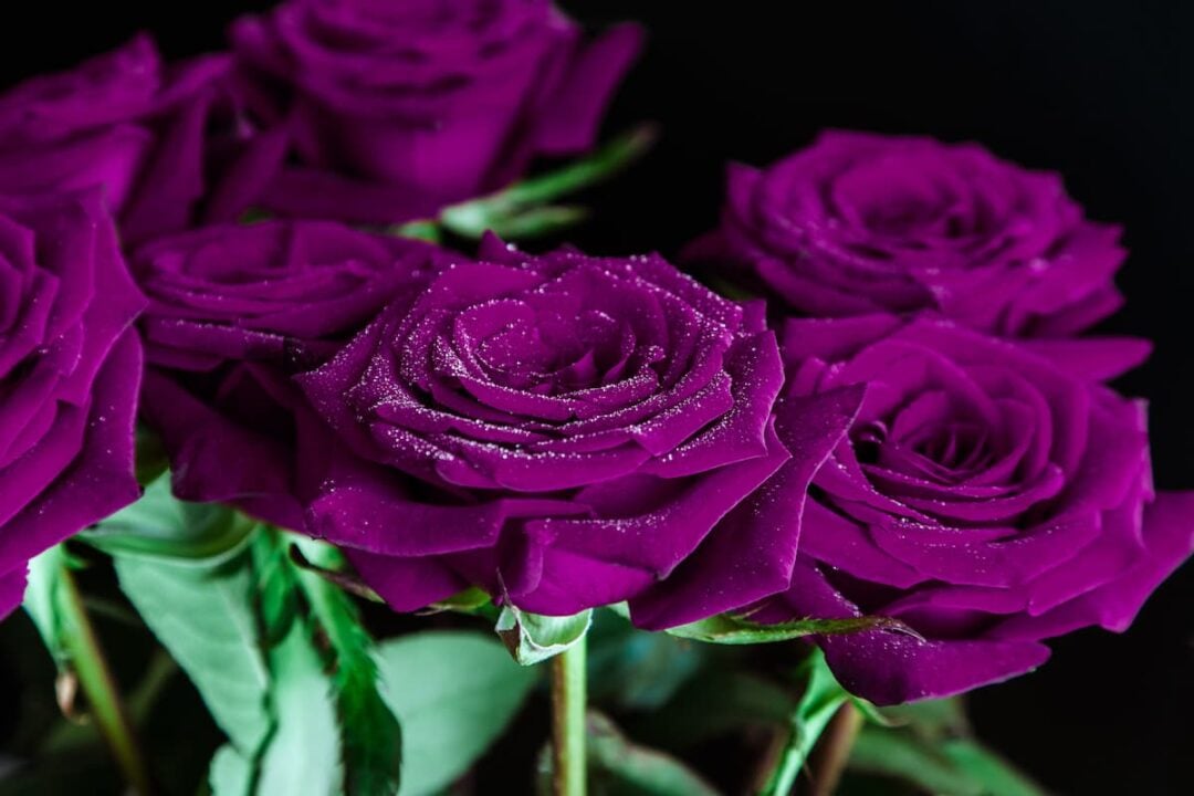 The Cultivation and Care Guide for Dark Roses: Tips for the Darkest ...