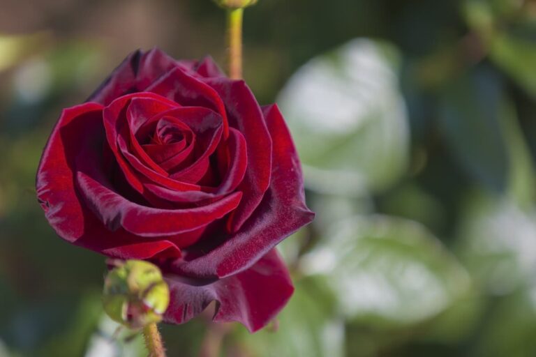 The Cultivation and Care Guide for Dark Roses: Tips for the Darkest ...
