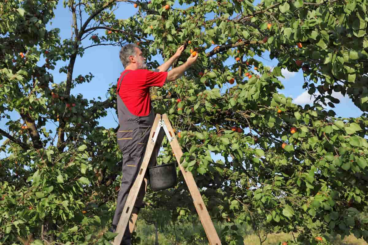 Why Tripod Ladders are Essential for Safe Gardening - Minneopa Orchards