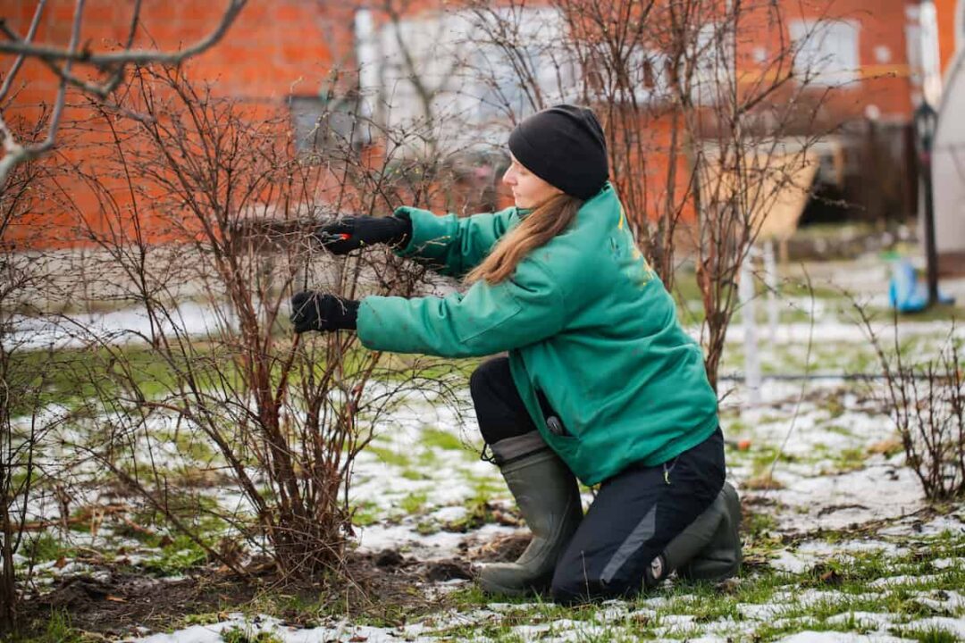 Gardening in Extreme Climates: Strategies for Hot, Cold, Wet, and Dry ...